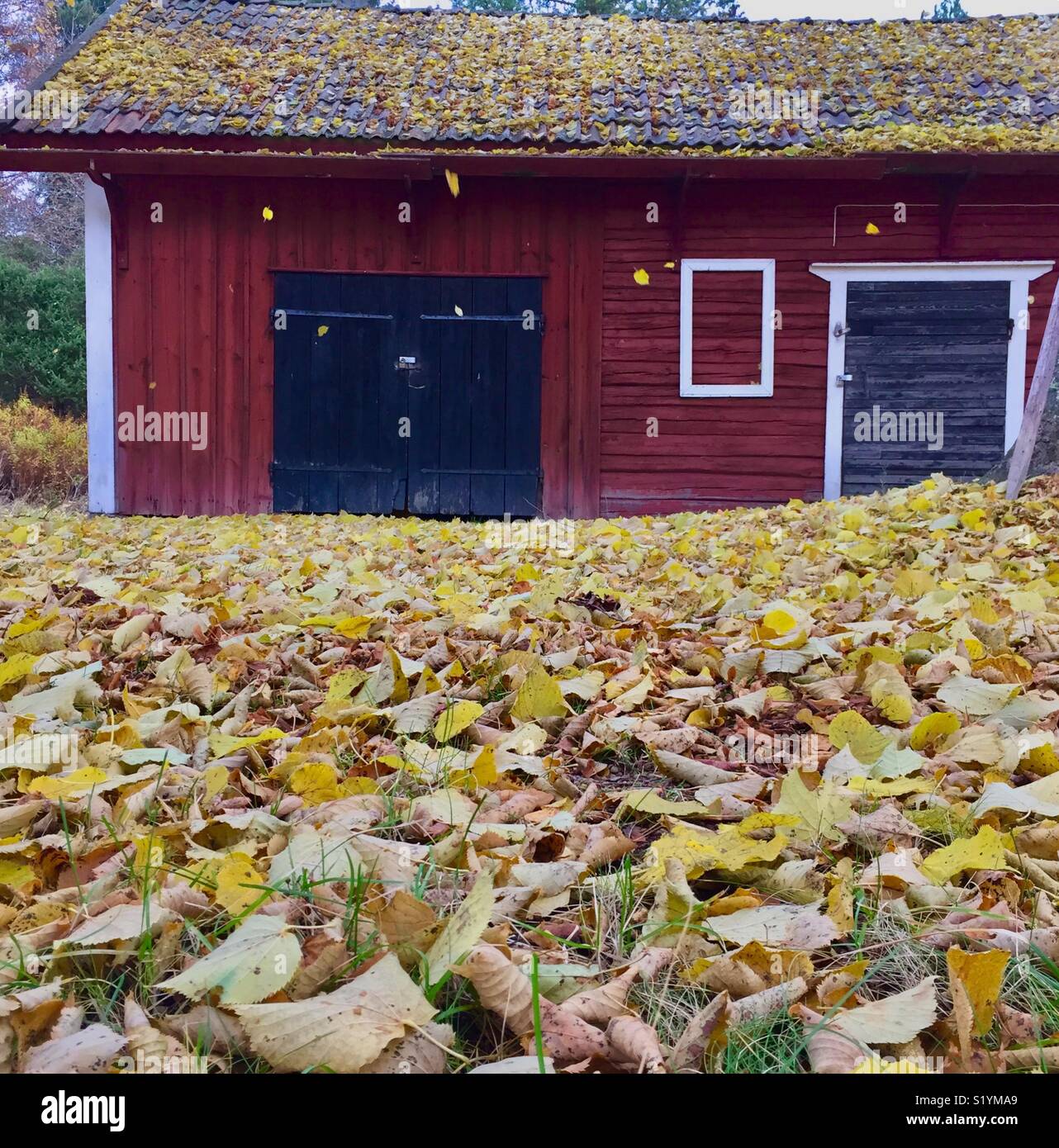 Shedding of leaves hi-res stock photography and images - Alamy