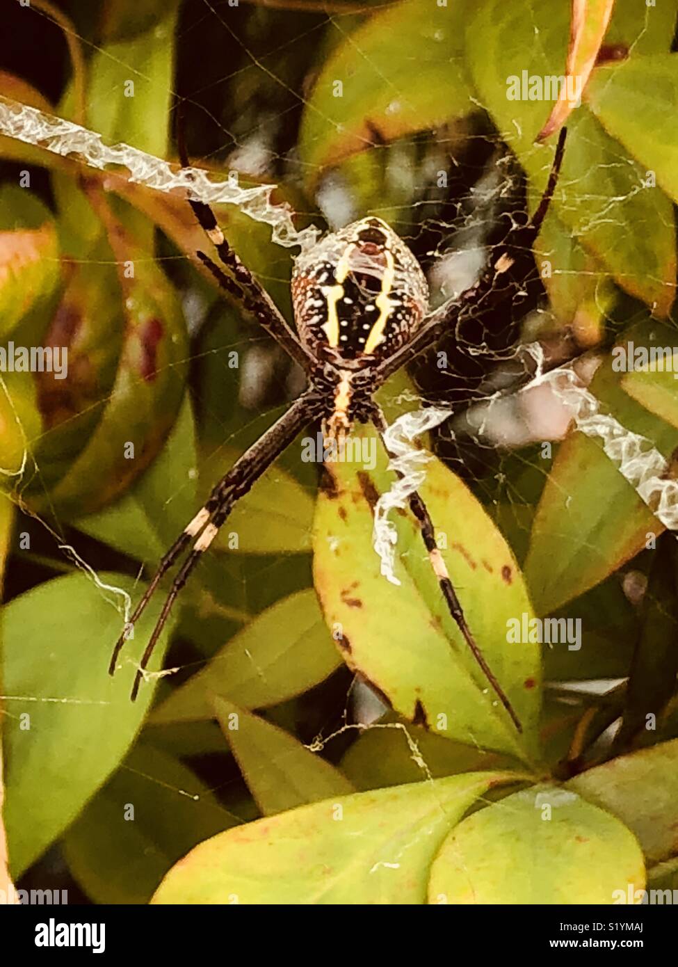 Spider with spiderweb hi-res stock photography and images - Alamy