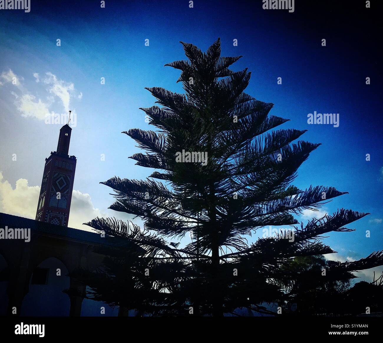 A tree and the minaret of a mosque in Tangier, Morroco, Africa Stock ...