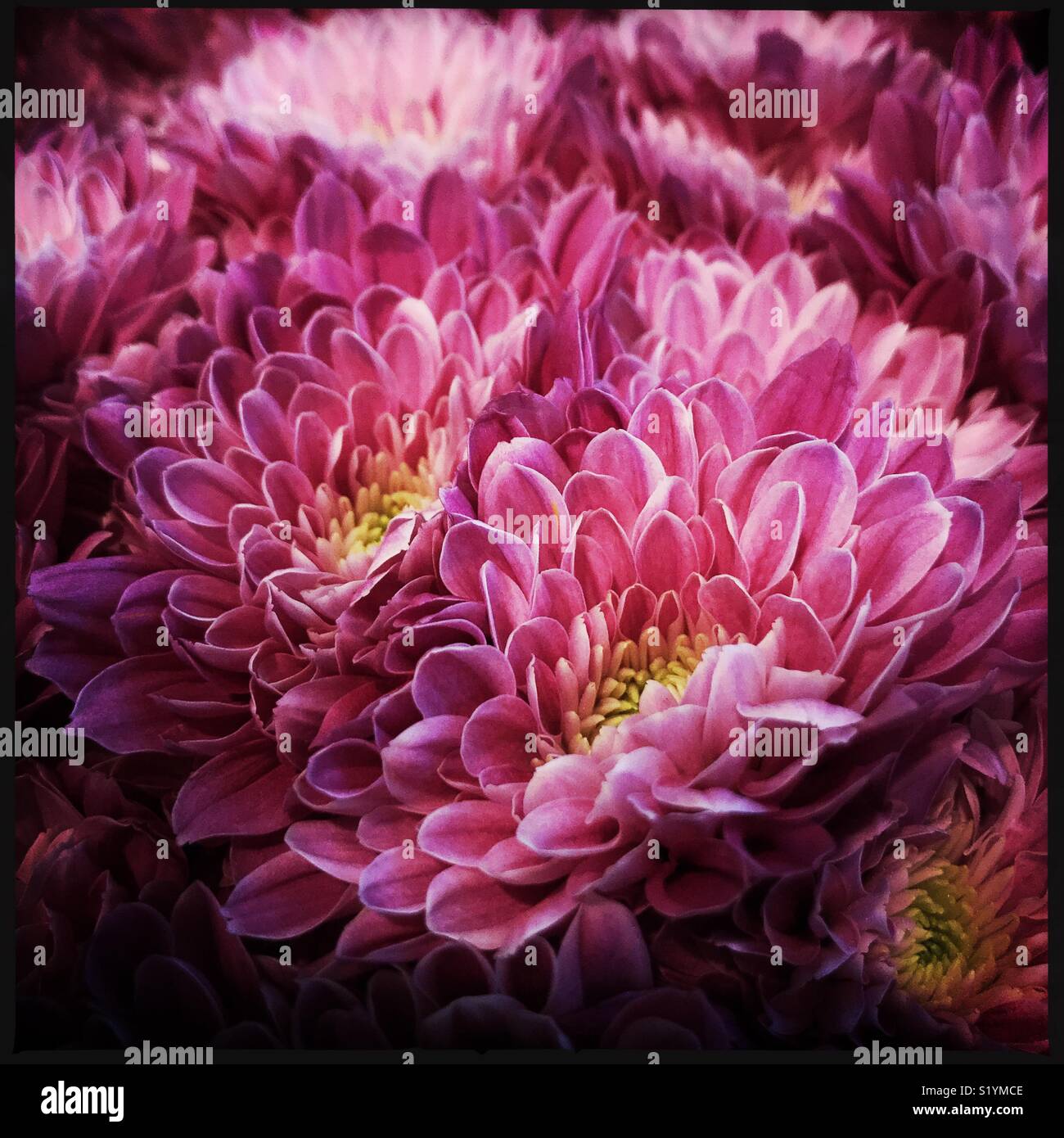 Beautiful pink mums hi-res stock photography and images - Alamy