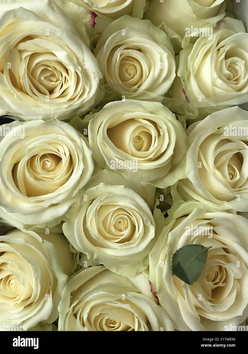 A Bunch of Roses Stock Photo - Alamy