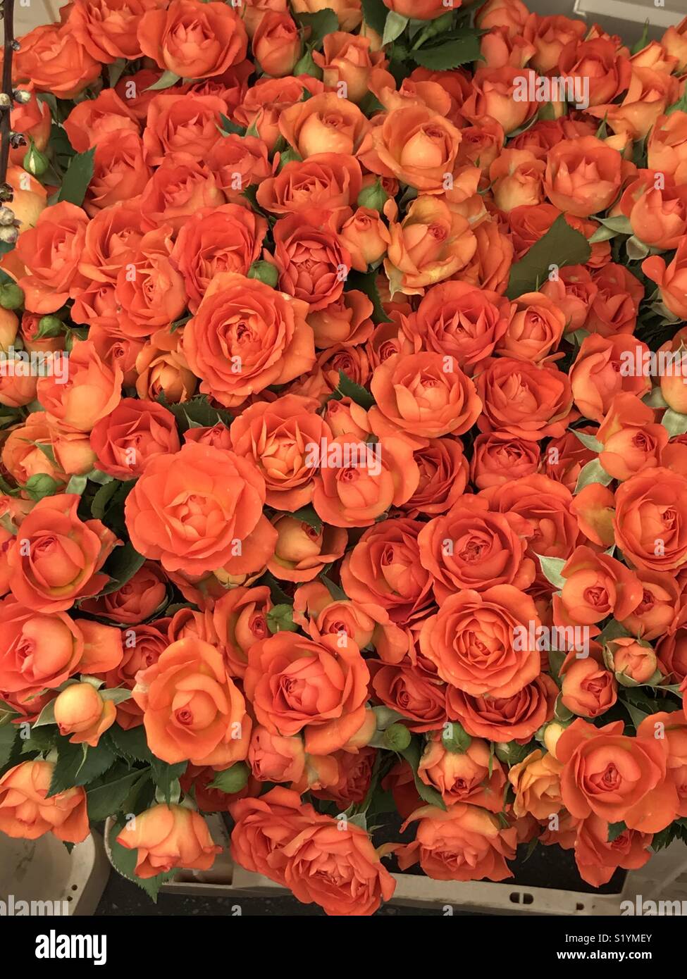 A bunch of orange flowers Stock Photo - Alamy