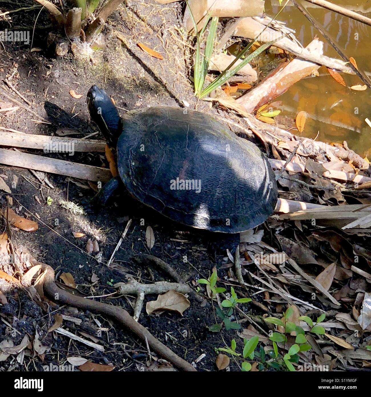 Turtle Lake High Resolution Stock Photography and Images - Alamy