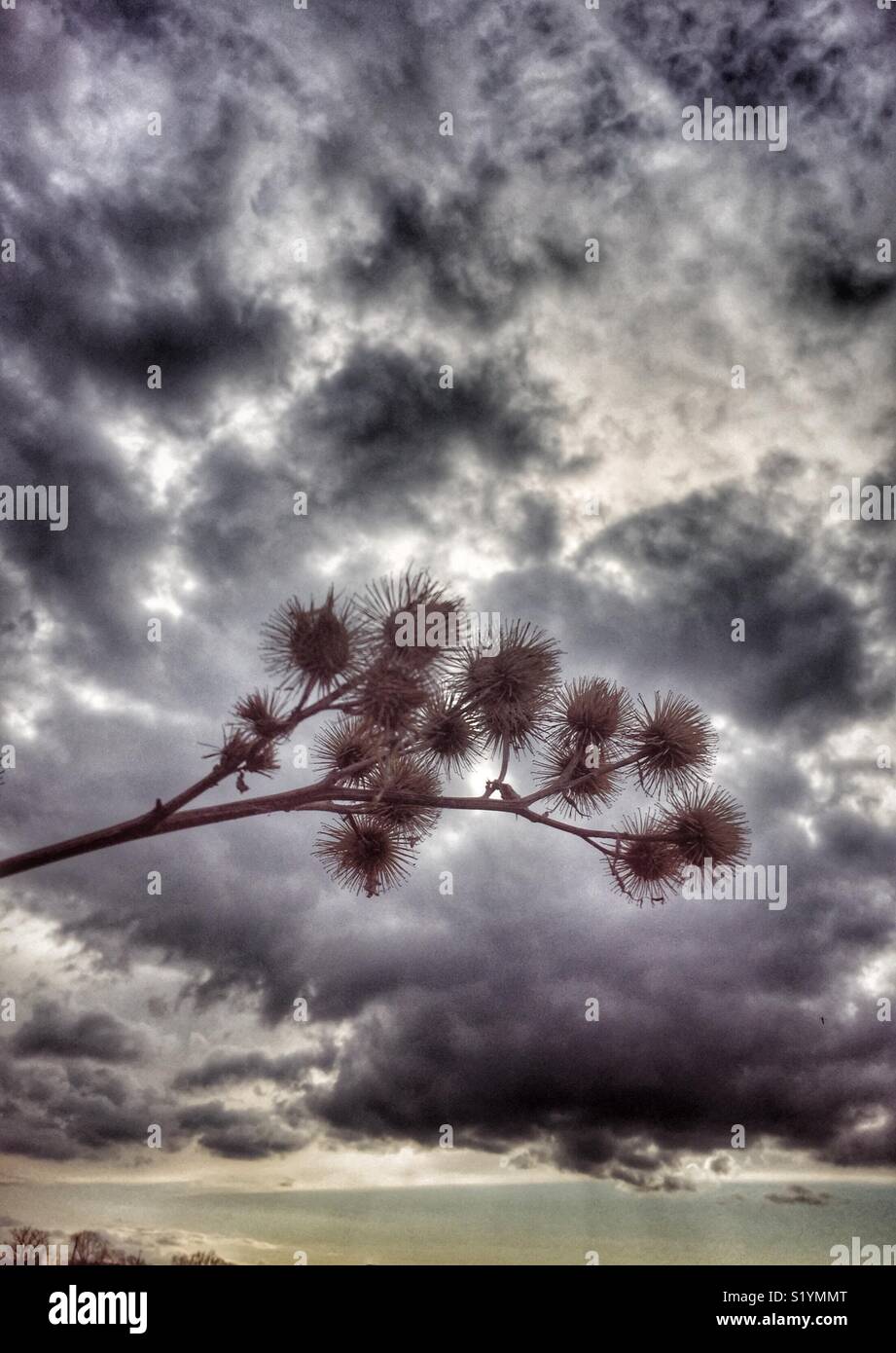 Prickly plant hi-res stock photography and images - Alamy