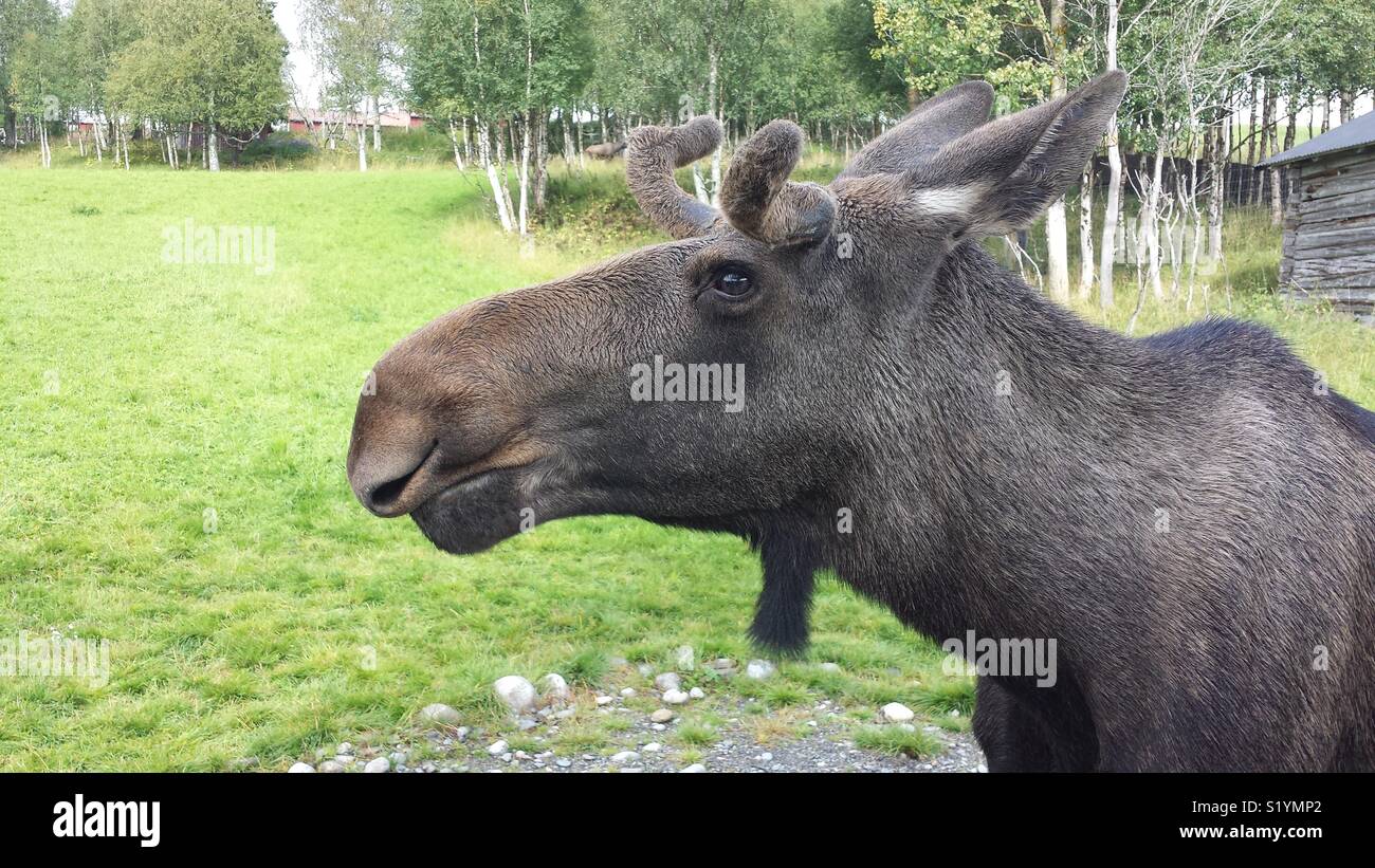Moose animals hi-res stock photography and images - Alamy