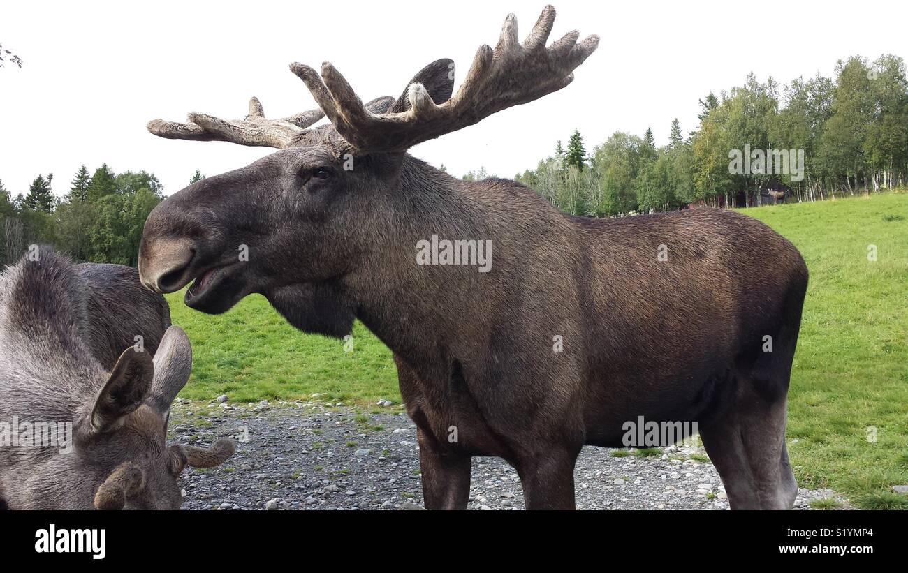 Moose animals hi-res stock photography and images - Alamy