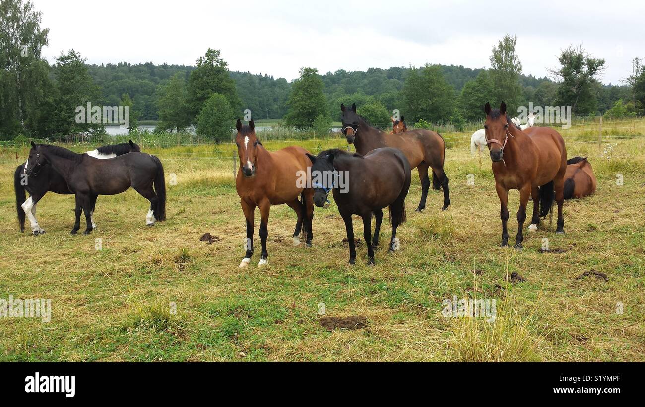 Field animals hi-res stock photography and images - Alamy