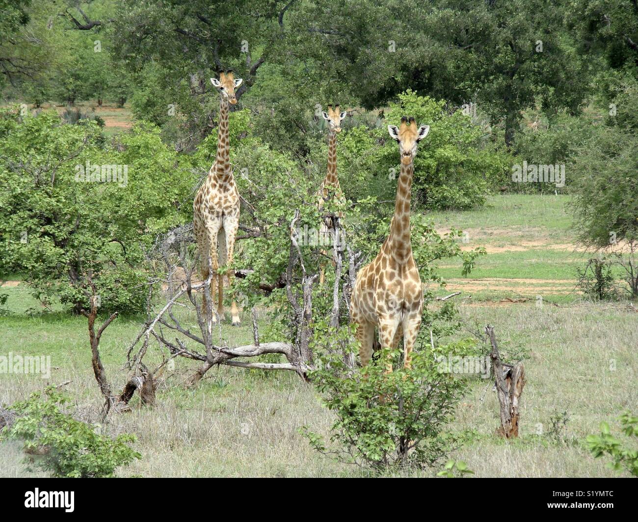 African giraffe family hi-res stock photography and images - Alamy