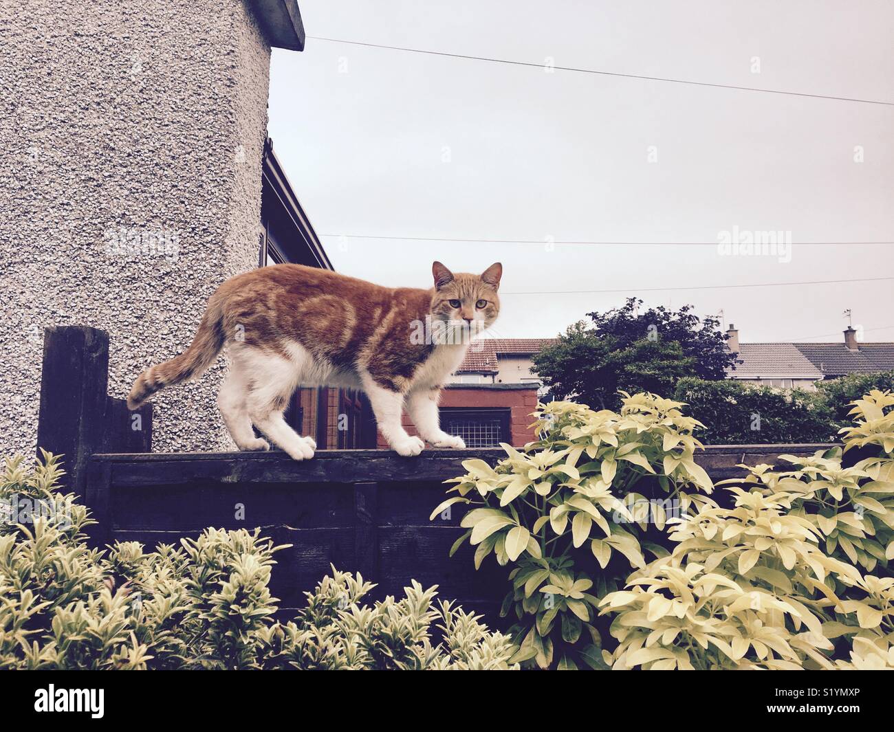 Ginger cat on fence outside Stock Photo - Alamy