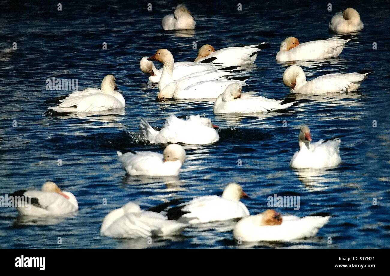 Birds of North America, snow goose migration Stock Photo - Alamy