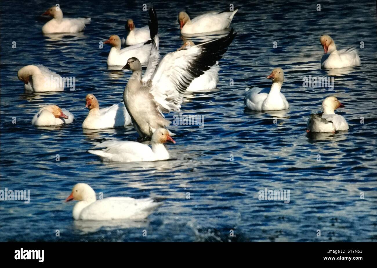 Birds of North America, snow goose migration Stock Photo - Alamy