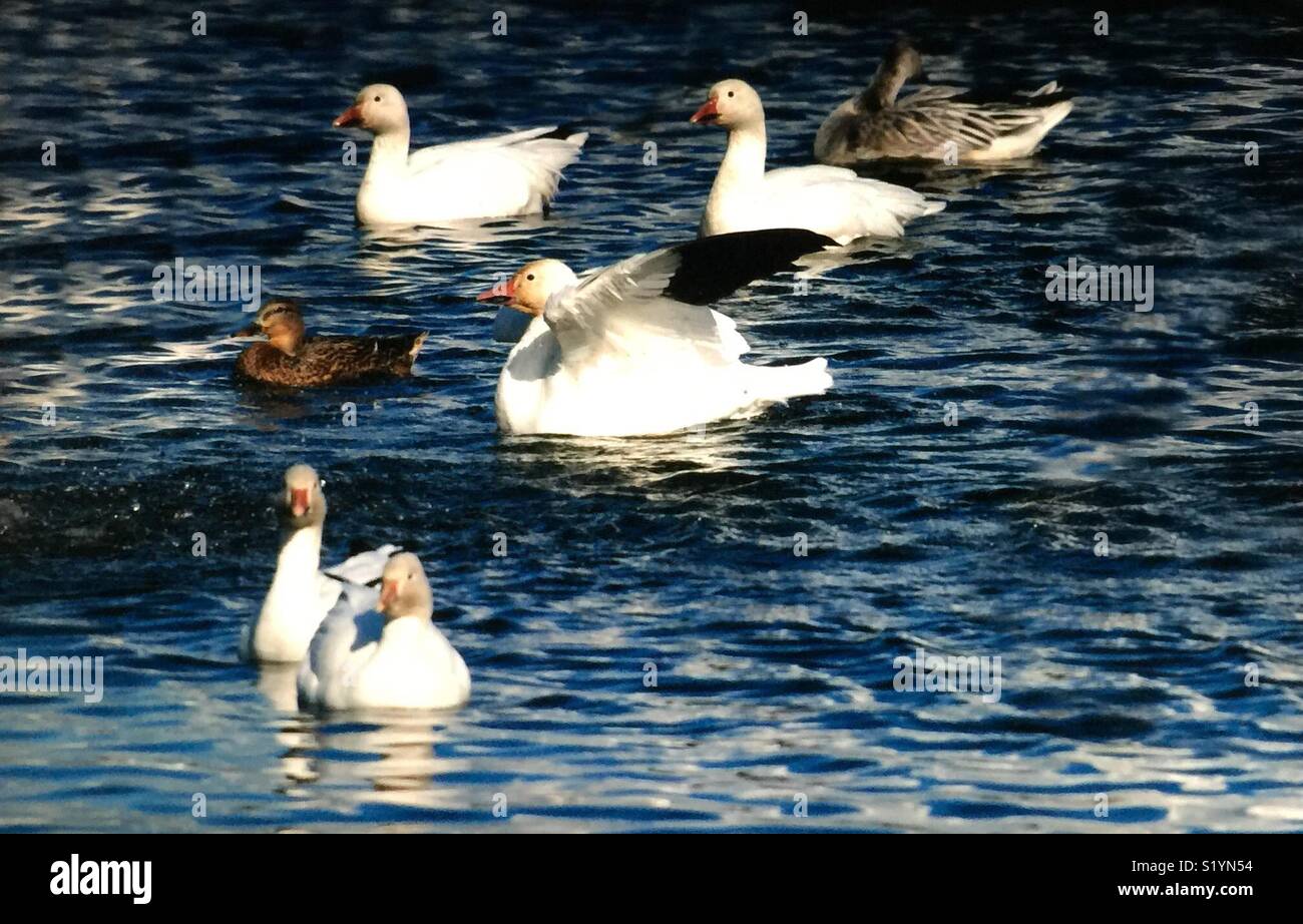 Birds of North America, snow goose migration Stock Photo - Alamy