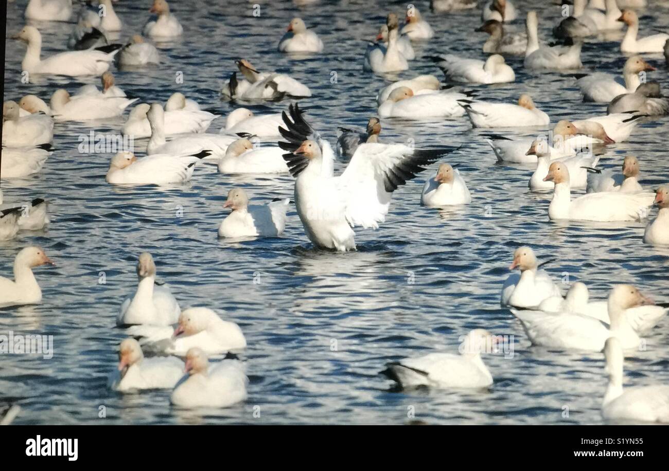 Birds of North America, snow goose migration Stock Photo - Alamy