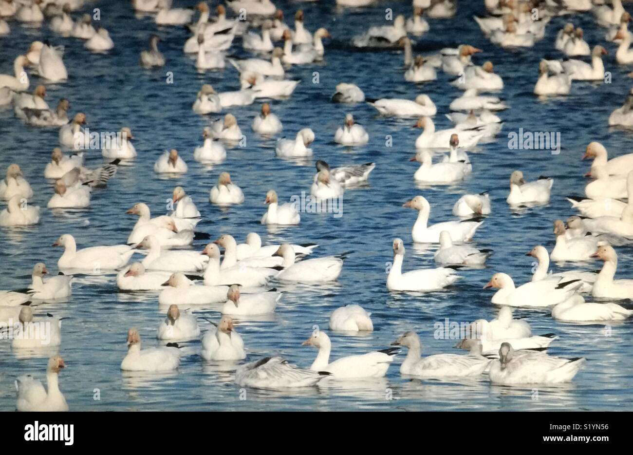 Birds of North America, snow goose migration Stock Photo - Alamy