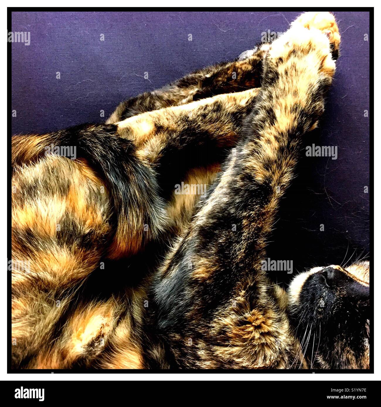 Tortie Tabby Stock Photos & Tortie Tabby Stock Images - Alamy