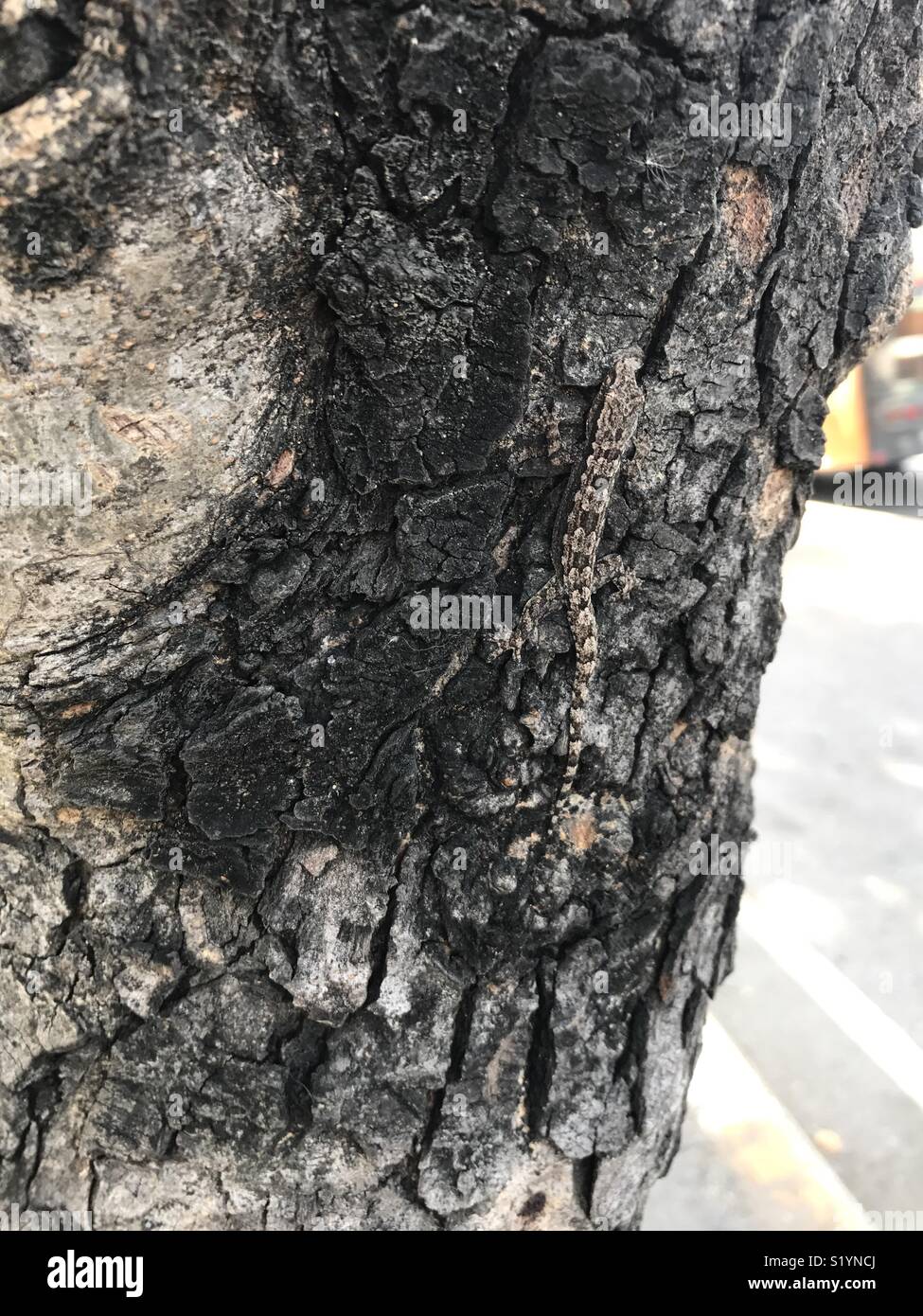 A gecko with a color pattern like lichens is well camouflaged on a tree ...