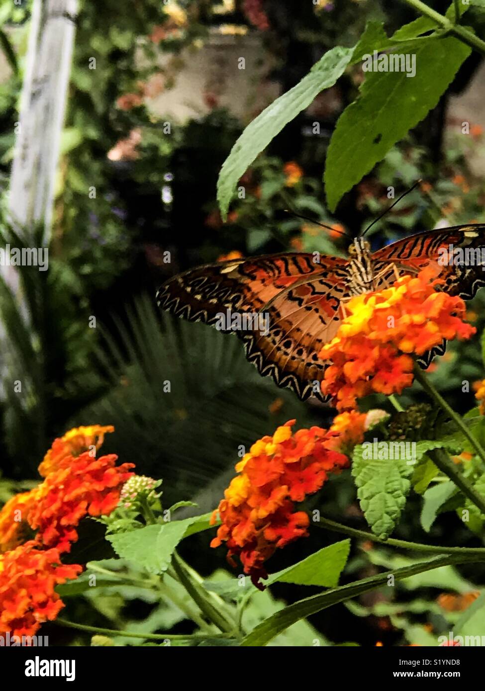 Butterfly Red Lacewing High Resolution Stock Photography and Images - Alamy