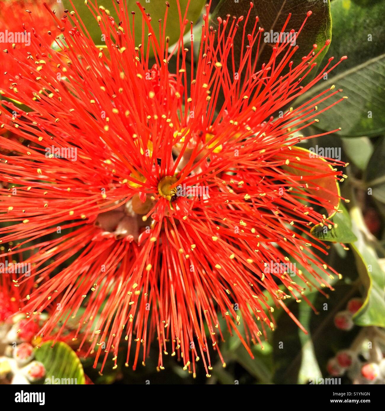 Red protea hi-res stock photography and images - Alamy