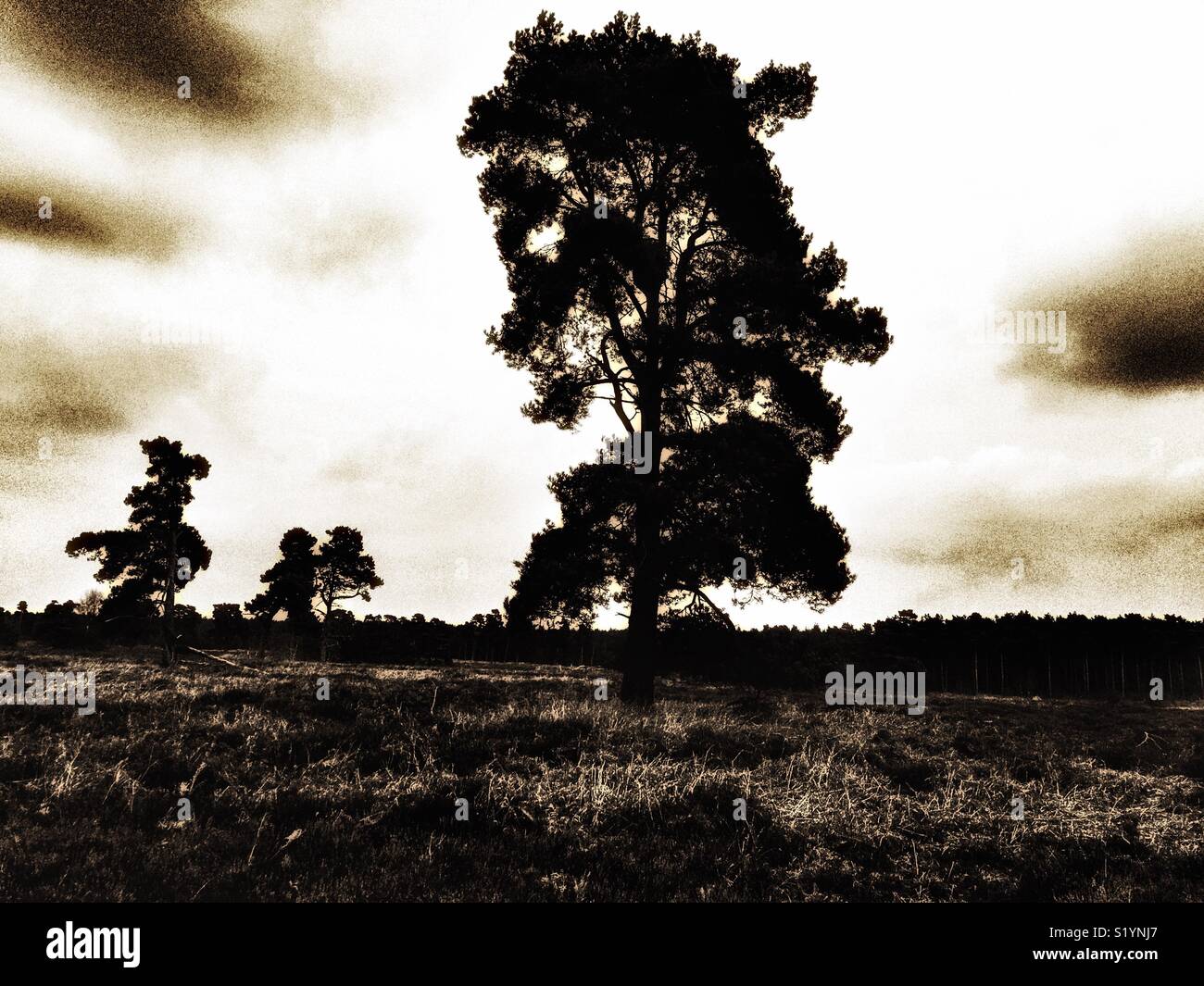 Upper Hollesley Common Suffolk England Stock Photo - Alamy