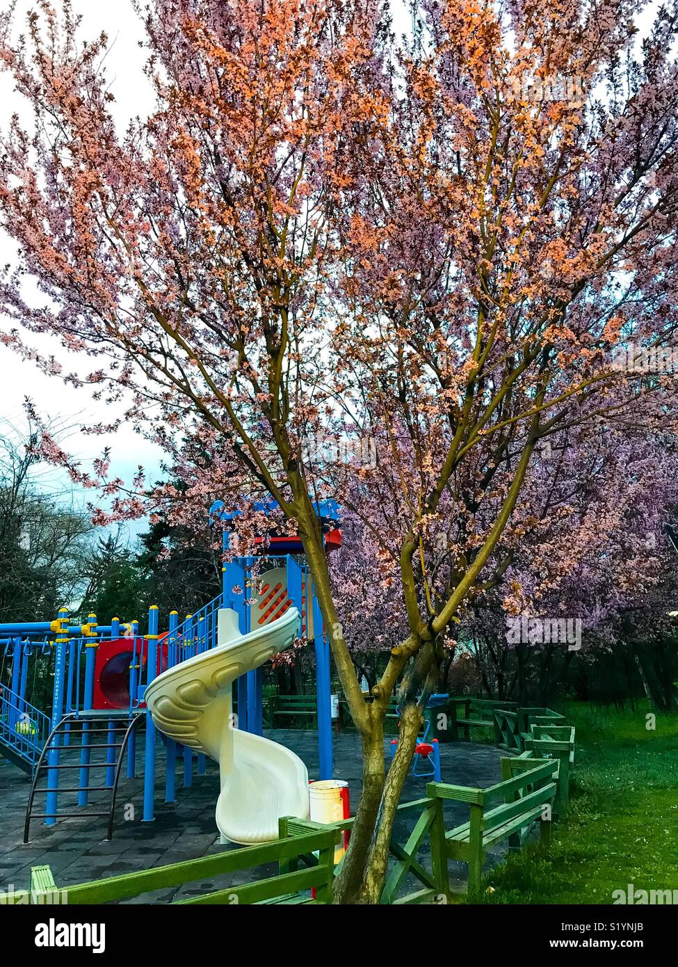 Playground tree hi-res stock photography and images - Alamy