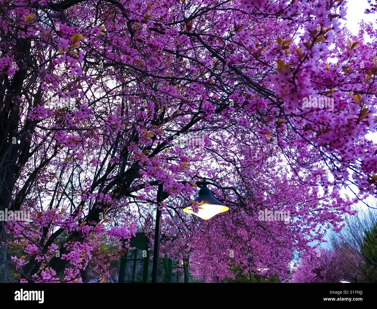 Nice pink green hi-res stock photography and images - Alamy