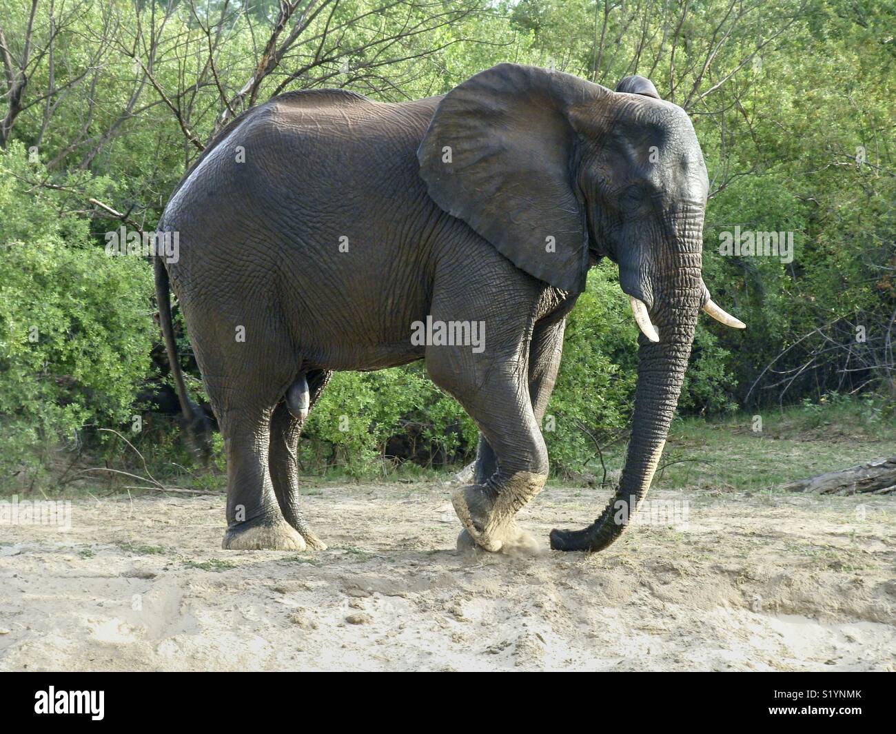 Elephant walking on the beach hi-res stock photography and images - Alamy