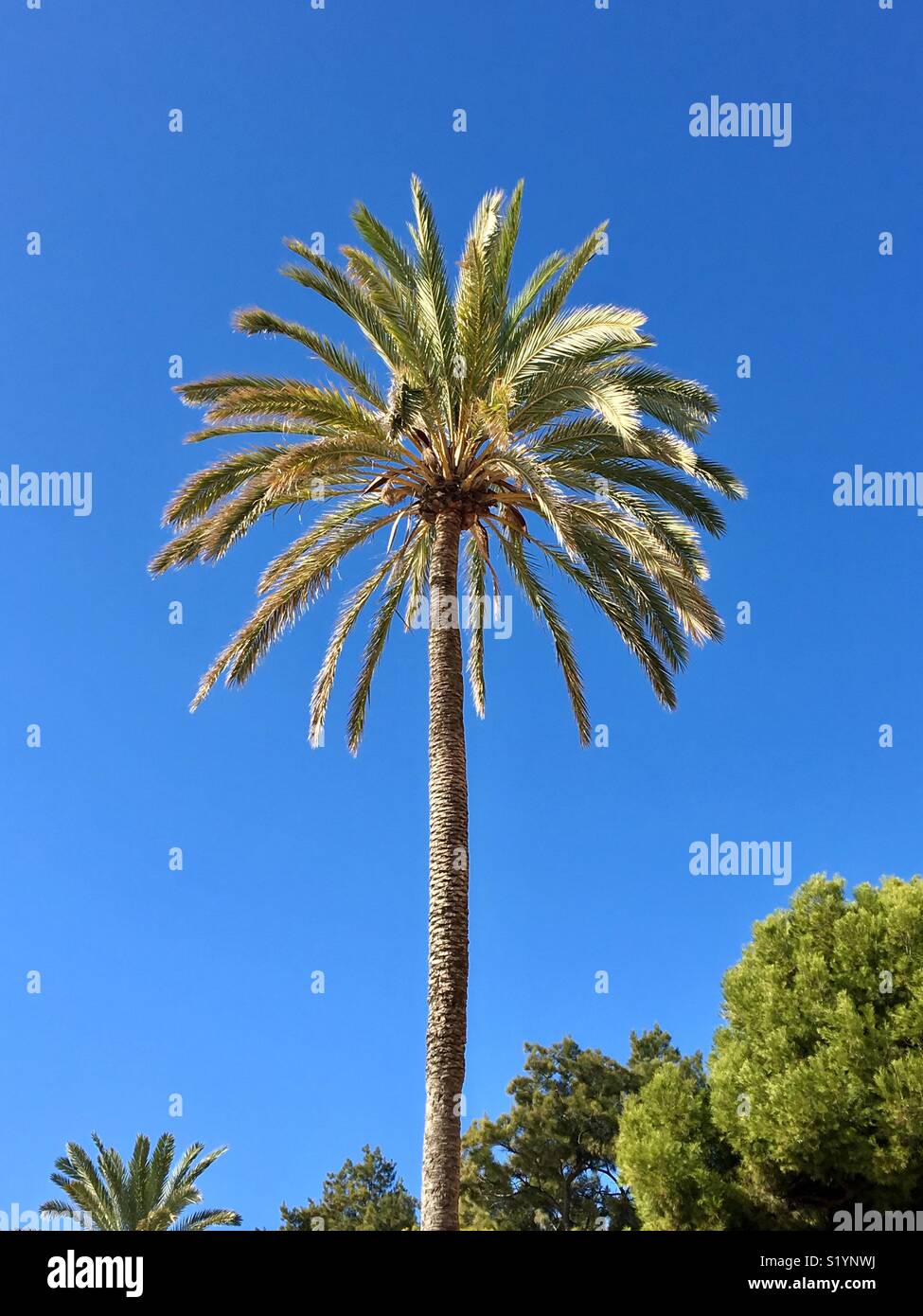 Palm of mallorca hi-res stock photography and images - Alamy