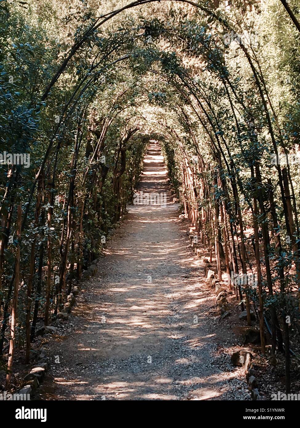 Arched pathway covered by trees Stock Photo - Alamy