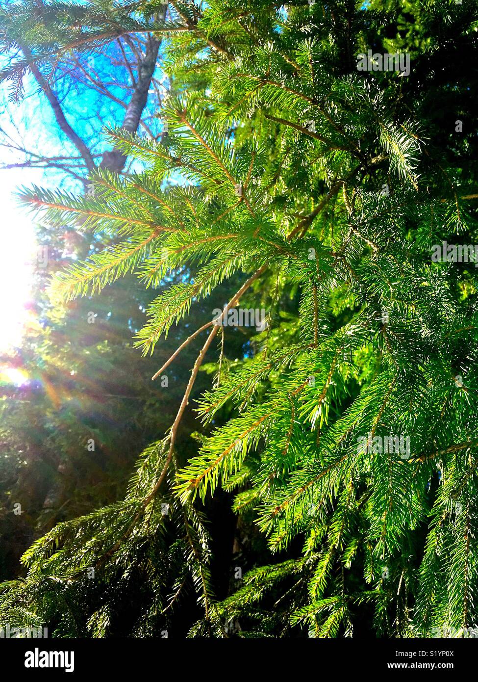bright sunny morning Stock Photo - Alamy