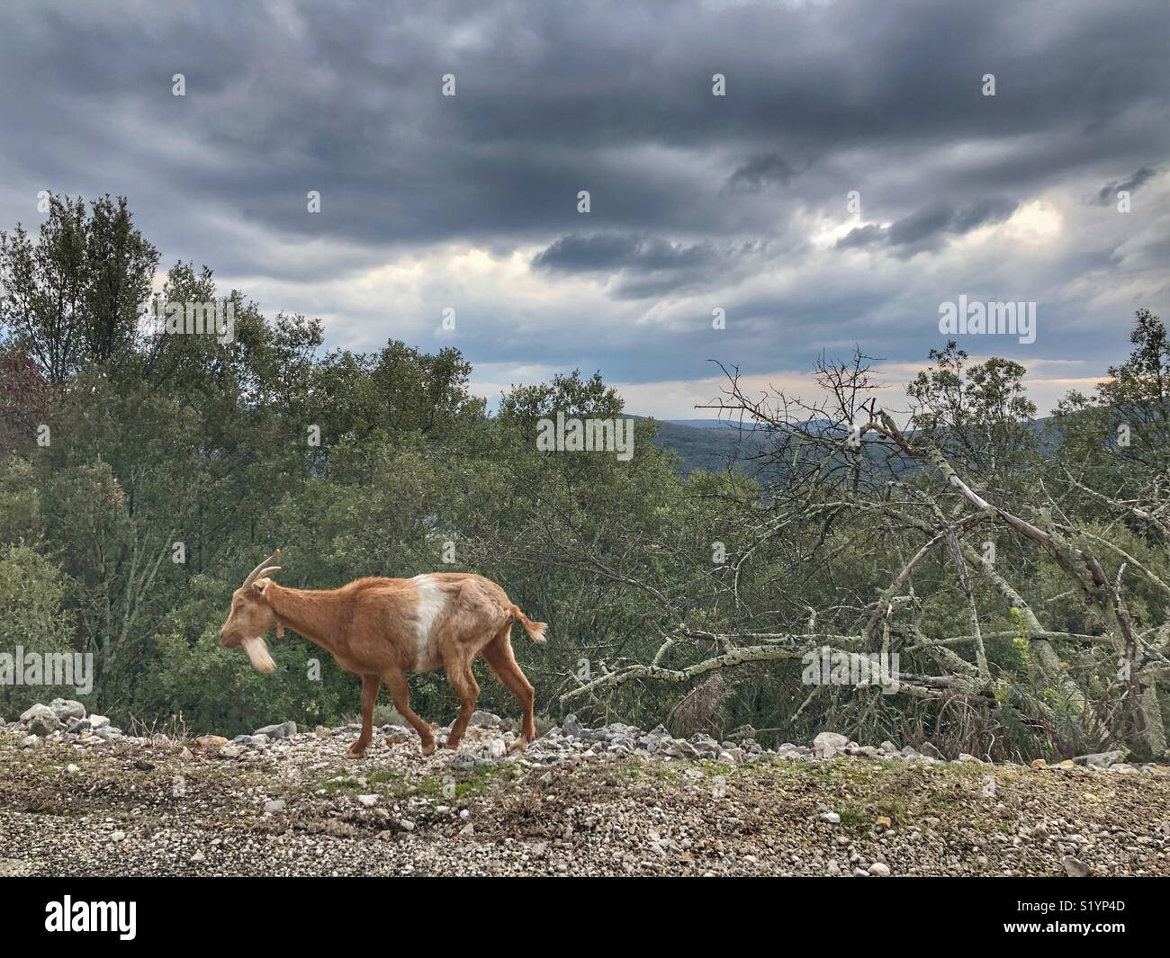 Wild goat Ardeche France Stock Photo - Alamy