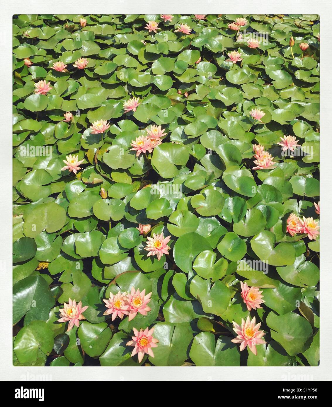 Carpet of water lilies hi-res stock photography and images - Alamy