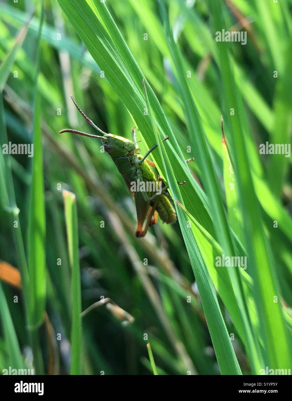 Grasshopper in field hi-res stock photography and images - Alamy