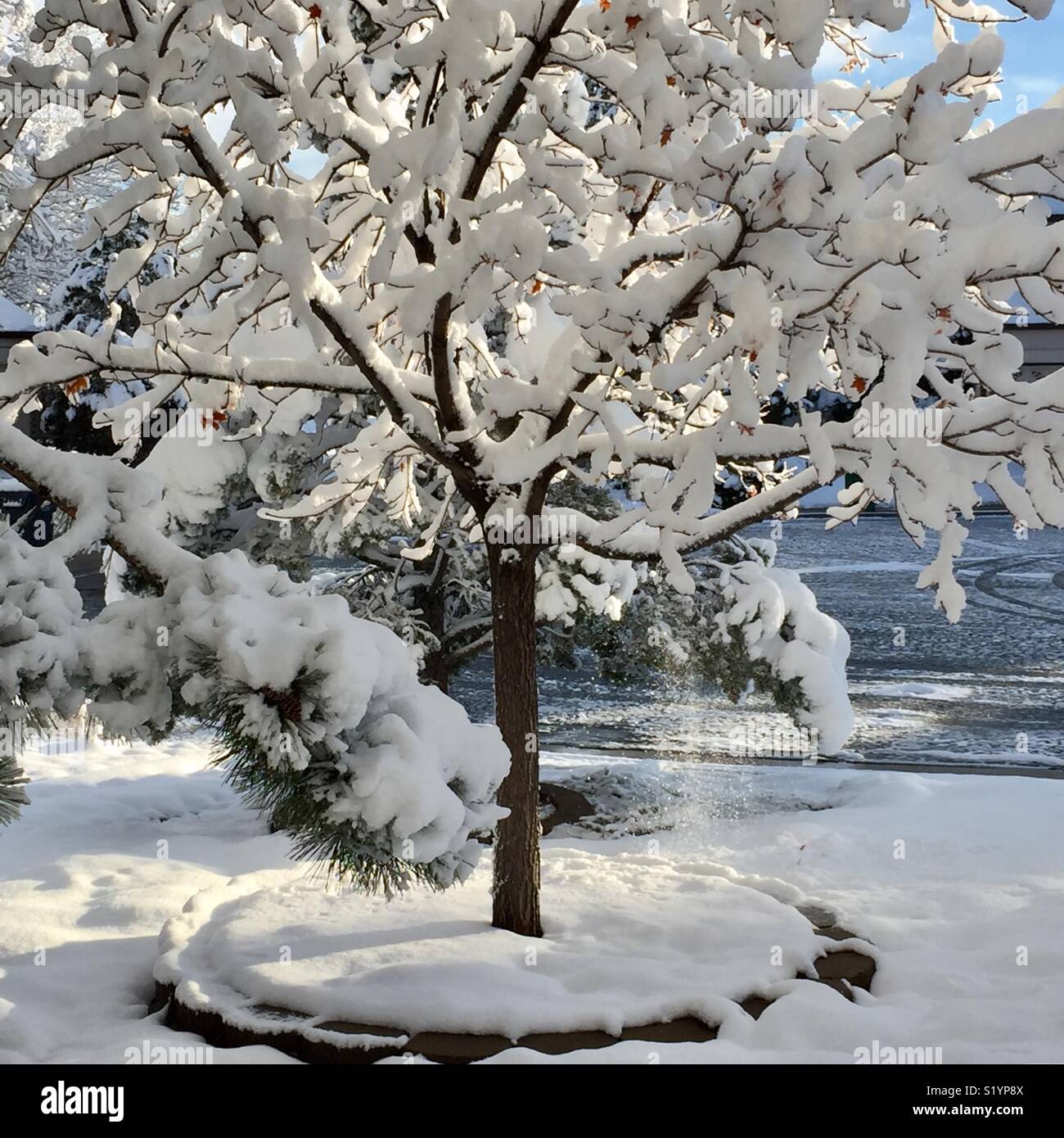 Snow falling with tree hi-res stock photography and images - Alamy