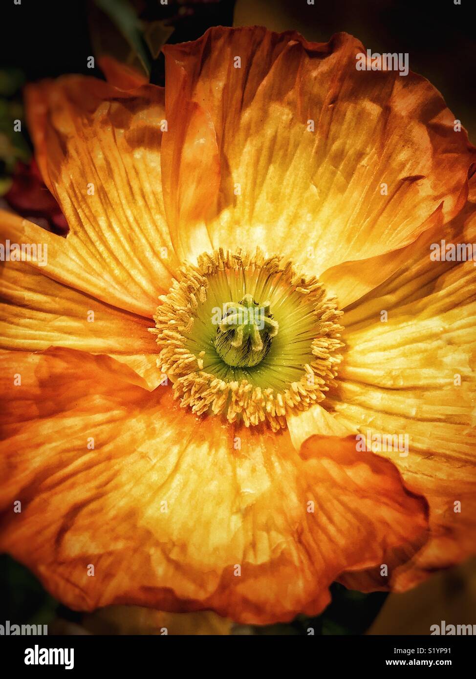 Faded poppy hi-res stock photography and images - Alamy