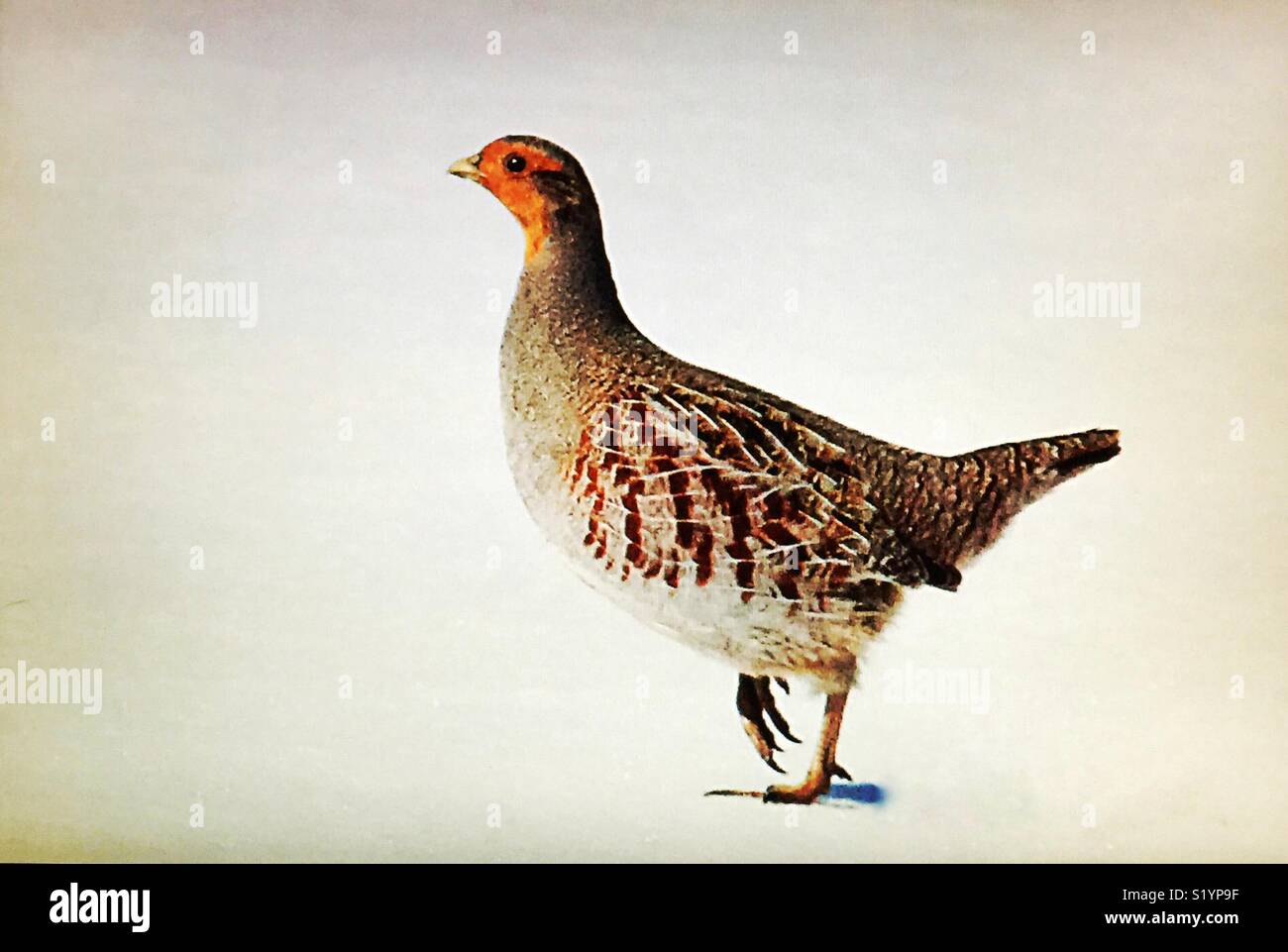 Hungarian Partridge High Resolution Stock Photography and Images - Alamy