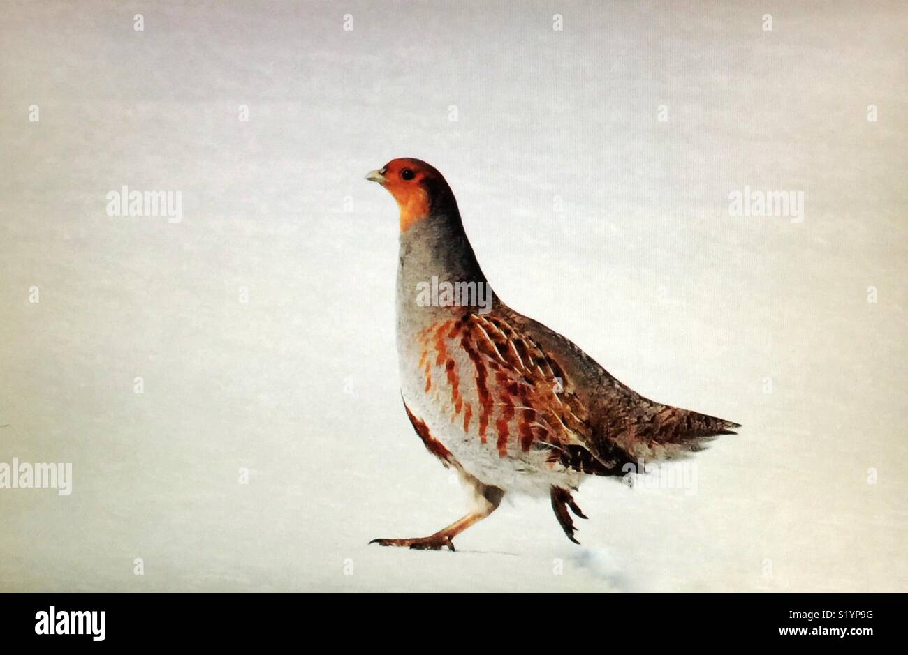 Hungarian Partridge High Resolution Stock Photography and Images - Alamy