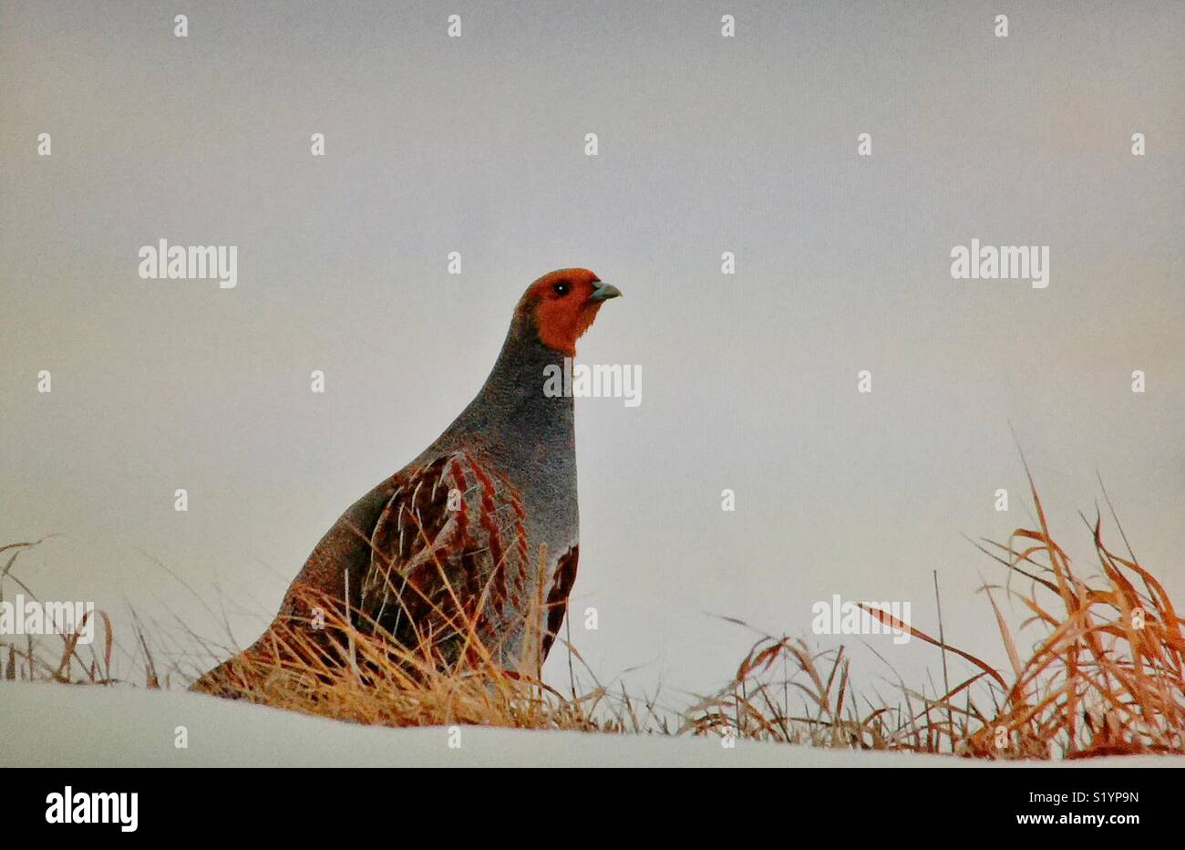 Hungarian partridge hi-res stock photography and images - Alamy