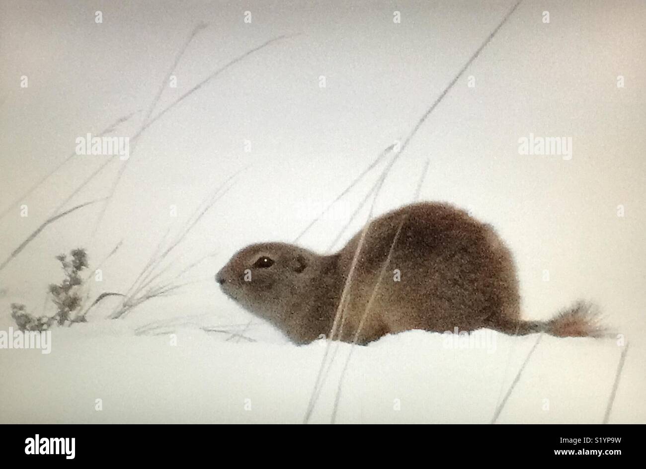 Richardson Ground squirrel, gopher Stock Photo - Alamy