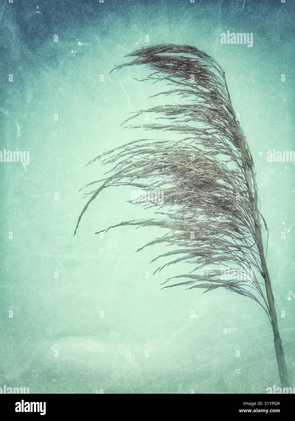 Single fluffy, dead dried grass reed top blowing in the wind with blue ...