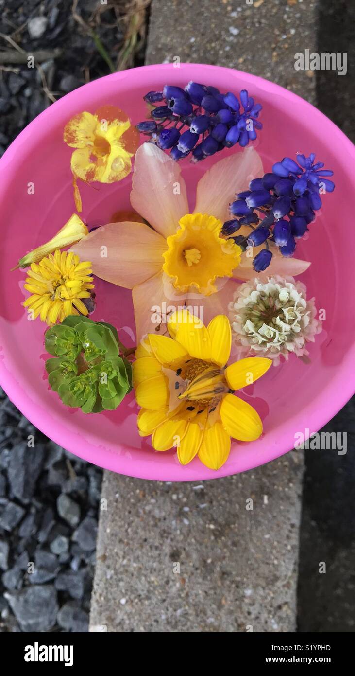 Bucket of flowers floating in water made by kids Stock Photo - Alamy
