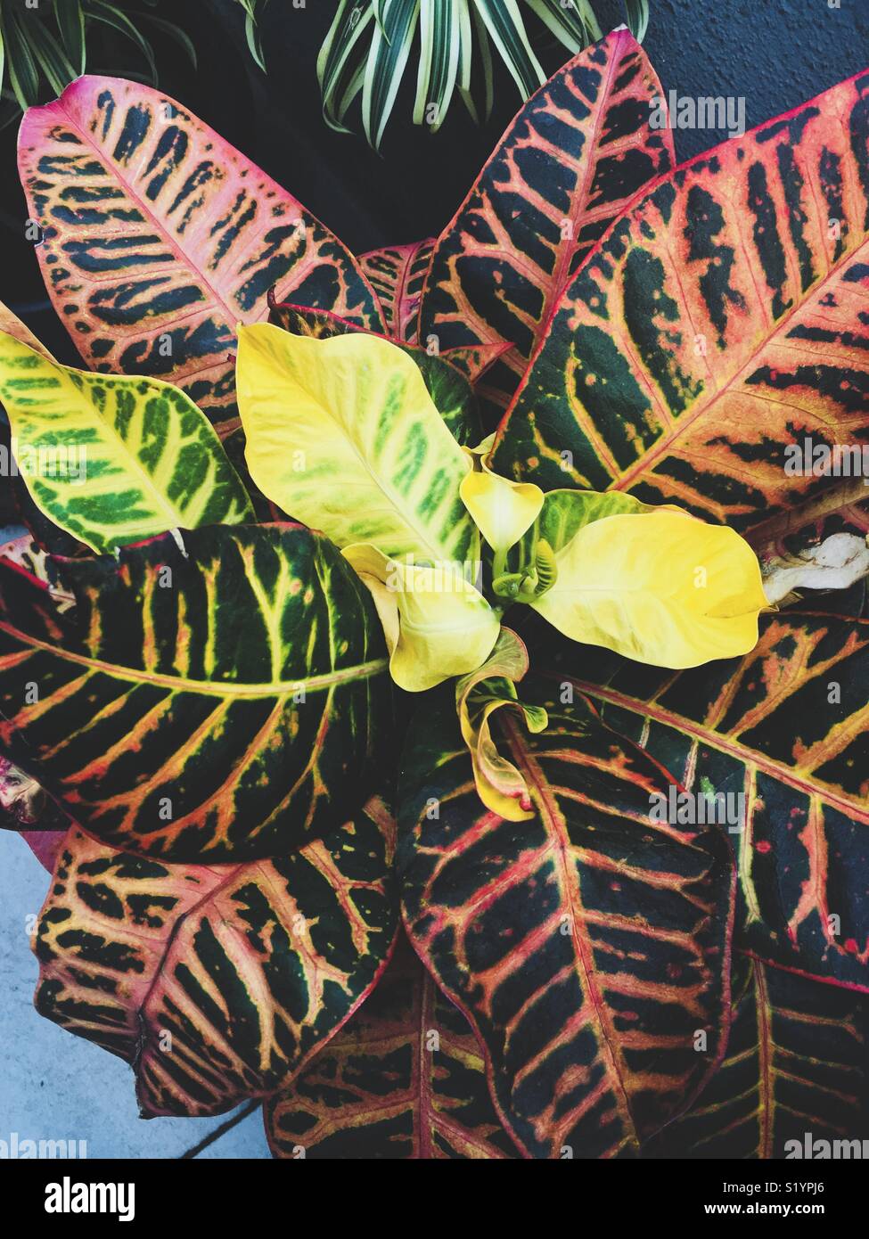 Show of leaves hi-res stock photography and images - Alamy