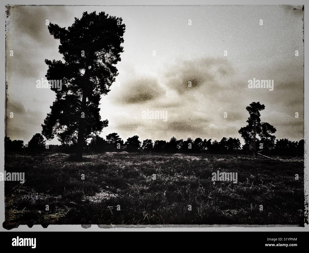 Upper Hollesley Common Suffolk England Stock Photo - Alamy