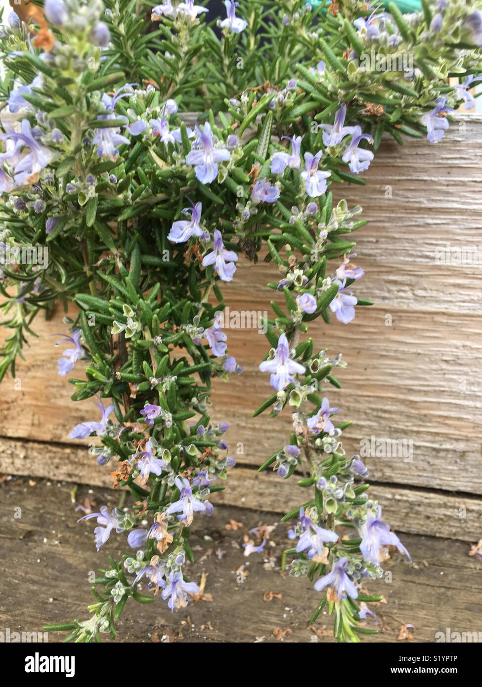 Rosemary flowers hi-res stock photography and images - Alamy