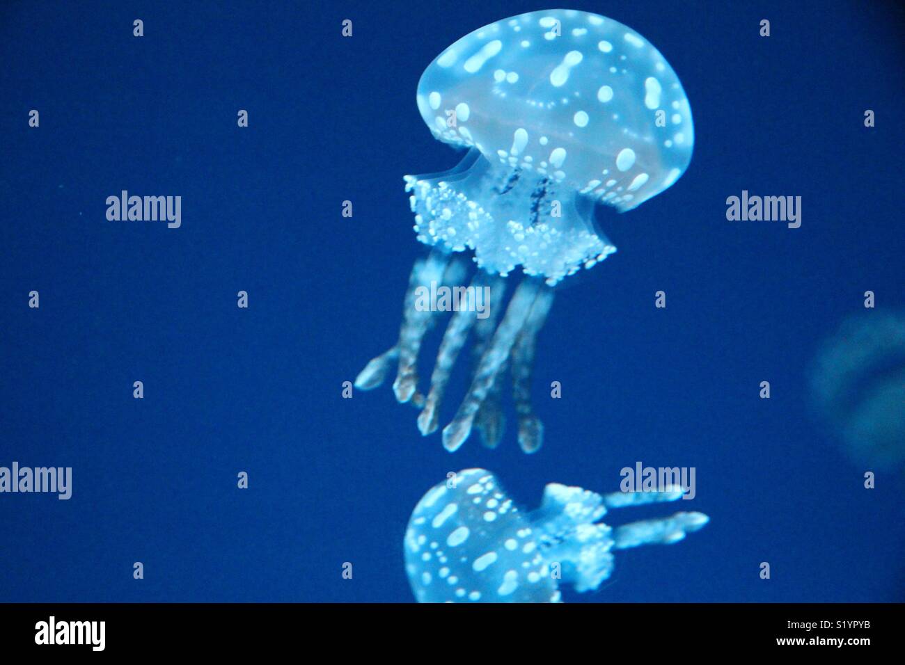 Circle of jellyfish hi-res stock photography and images - Alamy