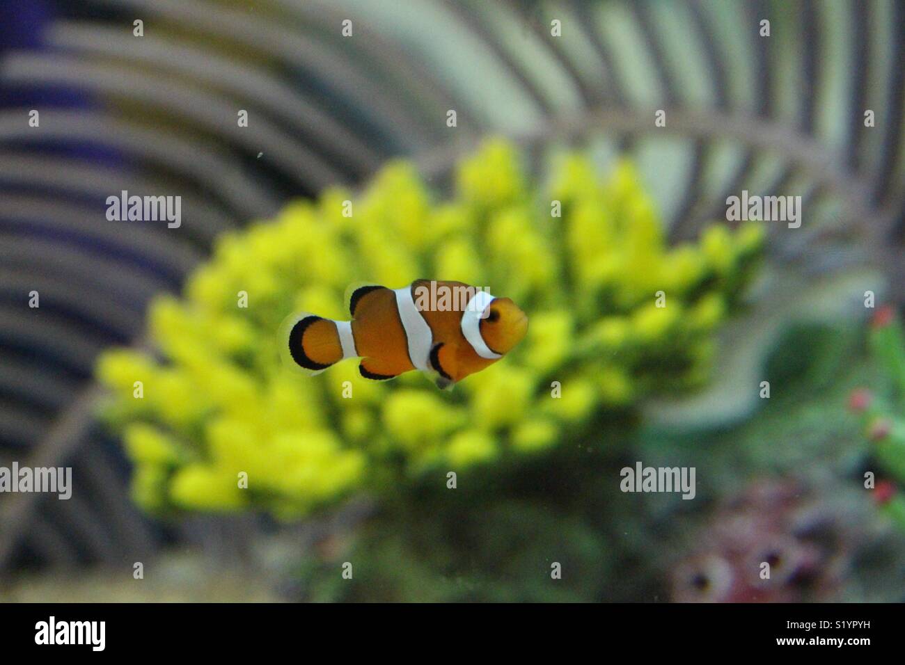 Nemo the fish hi-res stock photography and images - Alamy