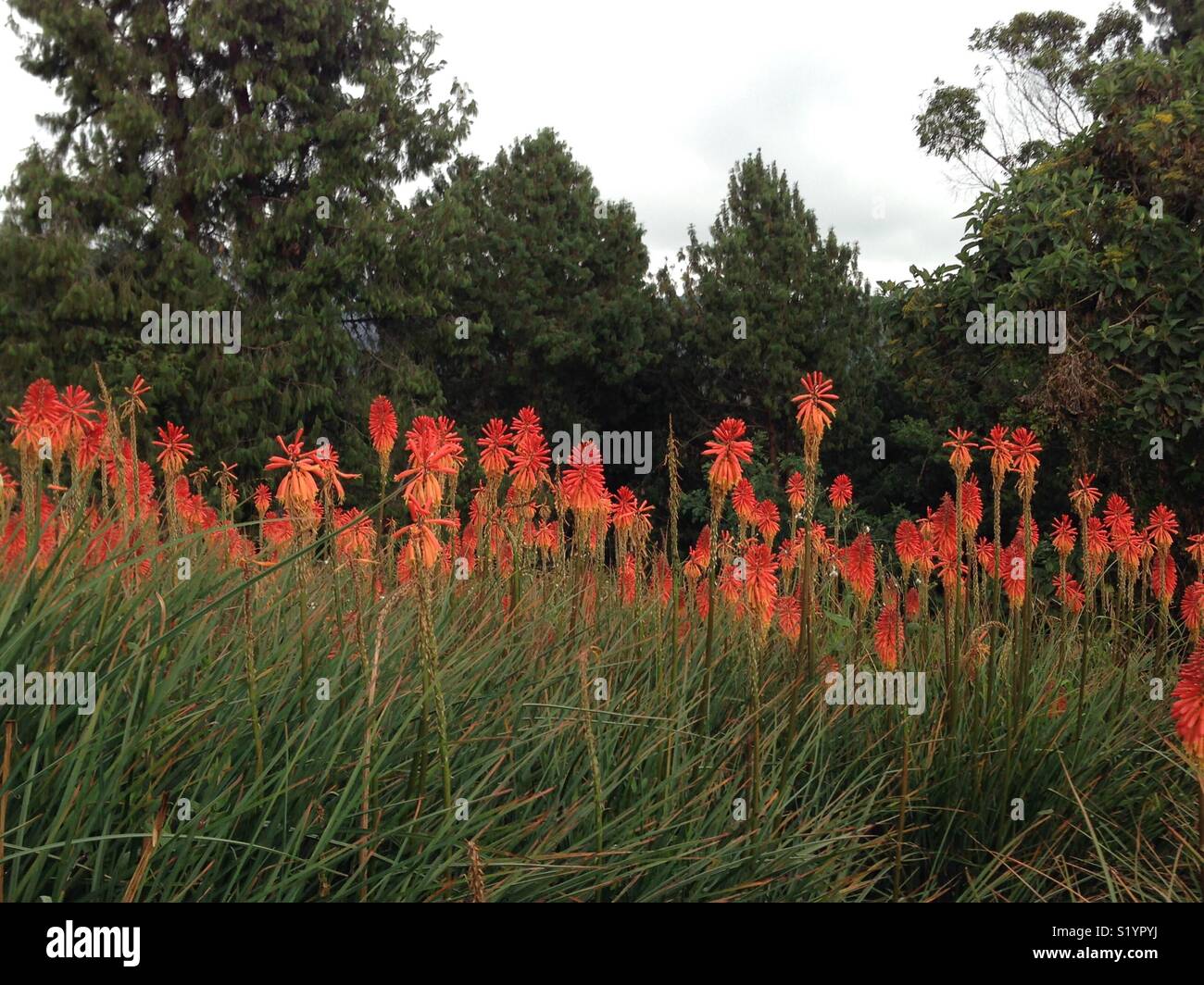 Forest of flowers hi-res stock photography and images - Alamy