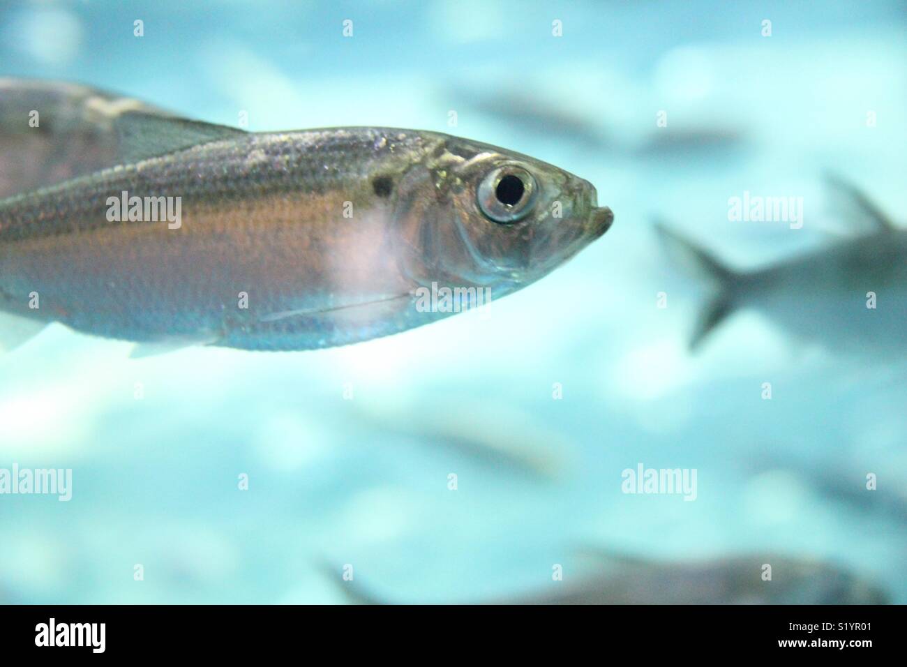 Drunk fish hi-res stock photography and images - Alamy