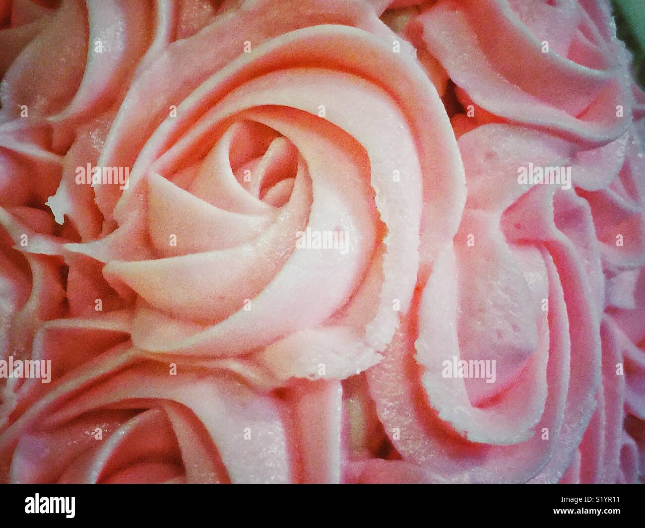 Cream roses hi-res stock photography and images - Alamy