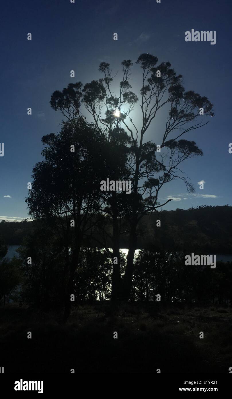 Blue sky behind tree branches hi-res stock photography and images - Alamy