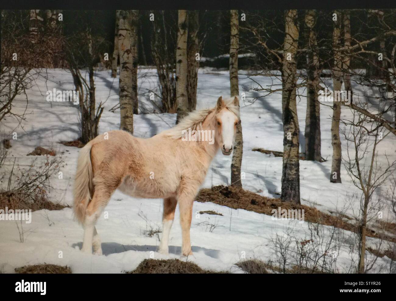 Wild horse wildlife hi-res stock photography and images - Alamy